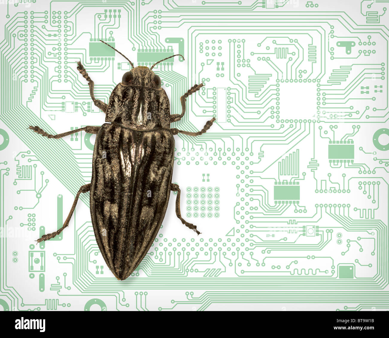 Beetle symbolizes a computer bug - the collage Stock Photo - Alamy