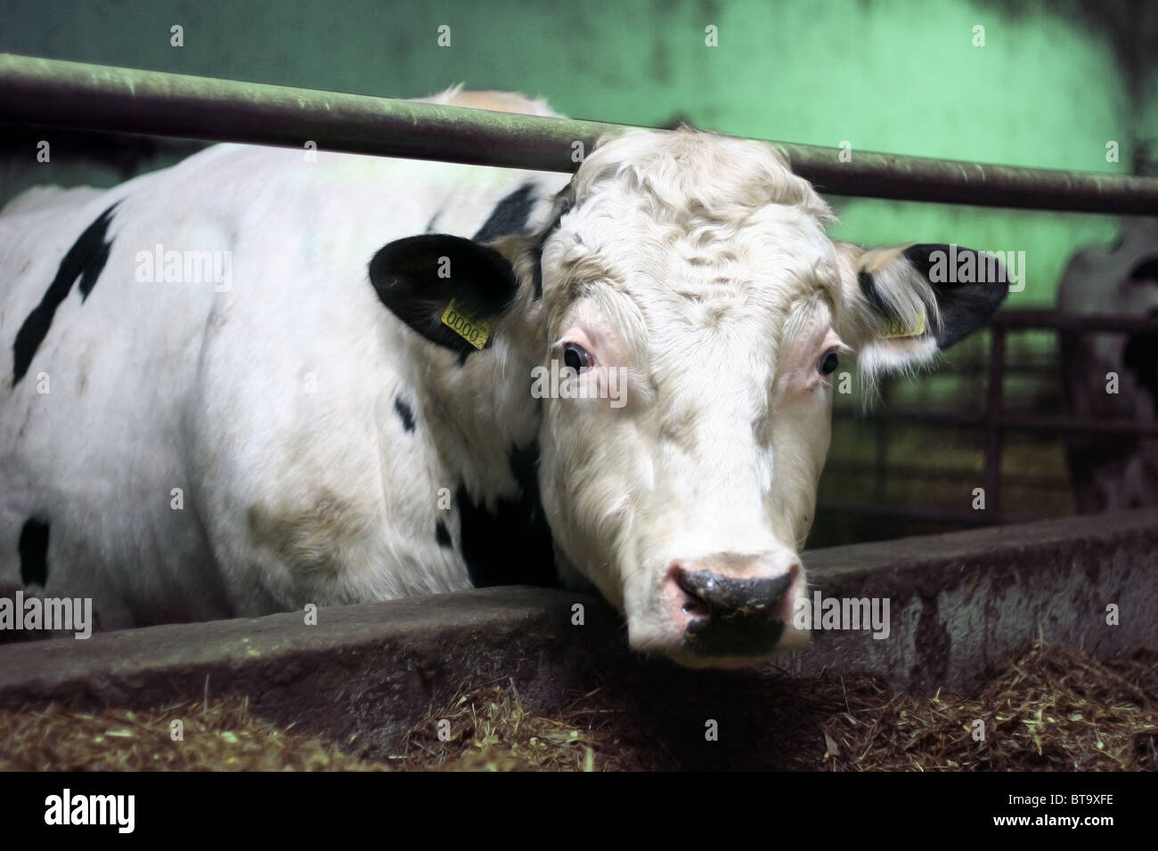 portrait of big bull in barn Stock Photo - Alamy