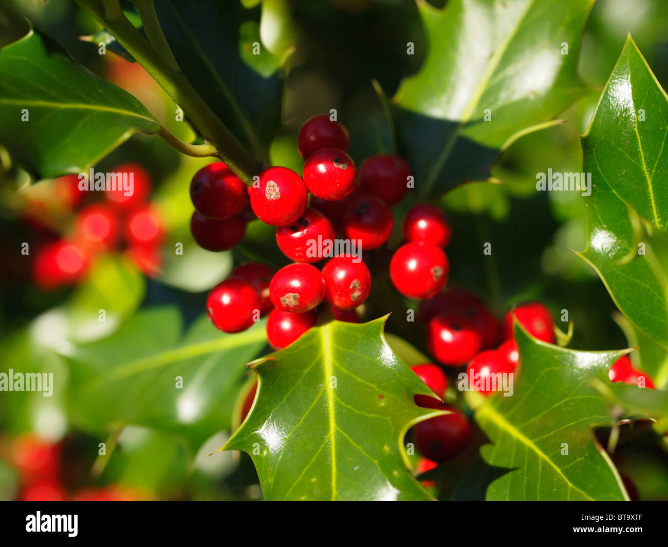 holly tree with berries Stock Photo - Alamy