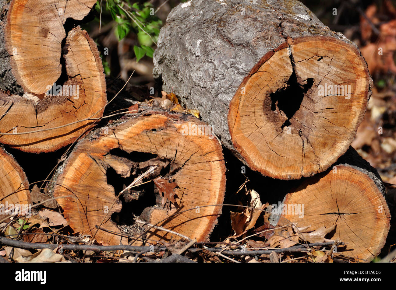 Old rotted log hi-res stock photography and images - Alamy