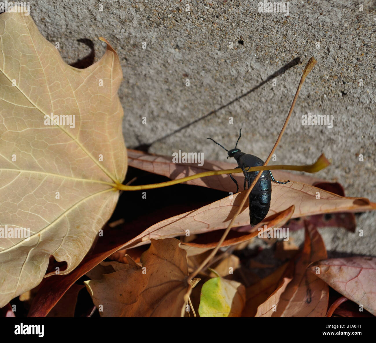Blue Black Bug Leaves Stock Photo - Alamy