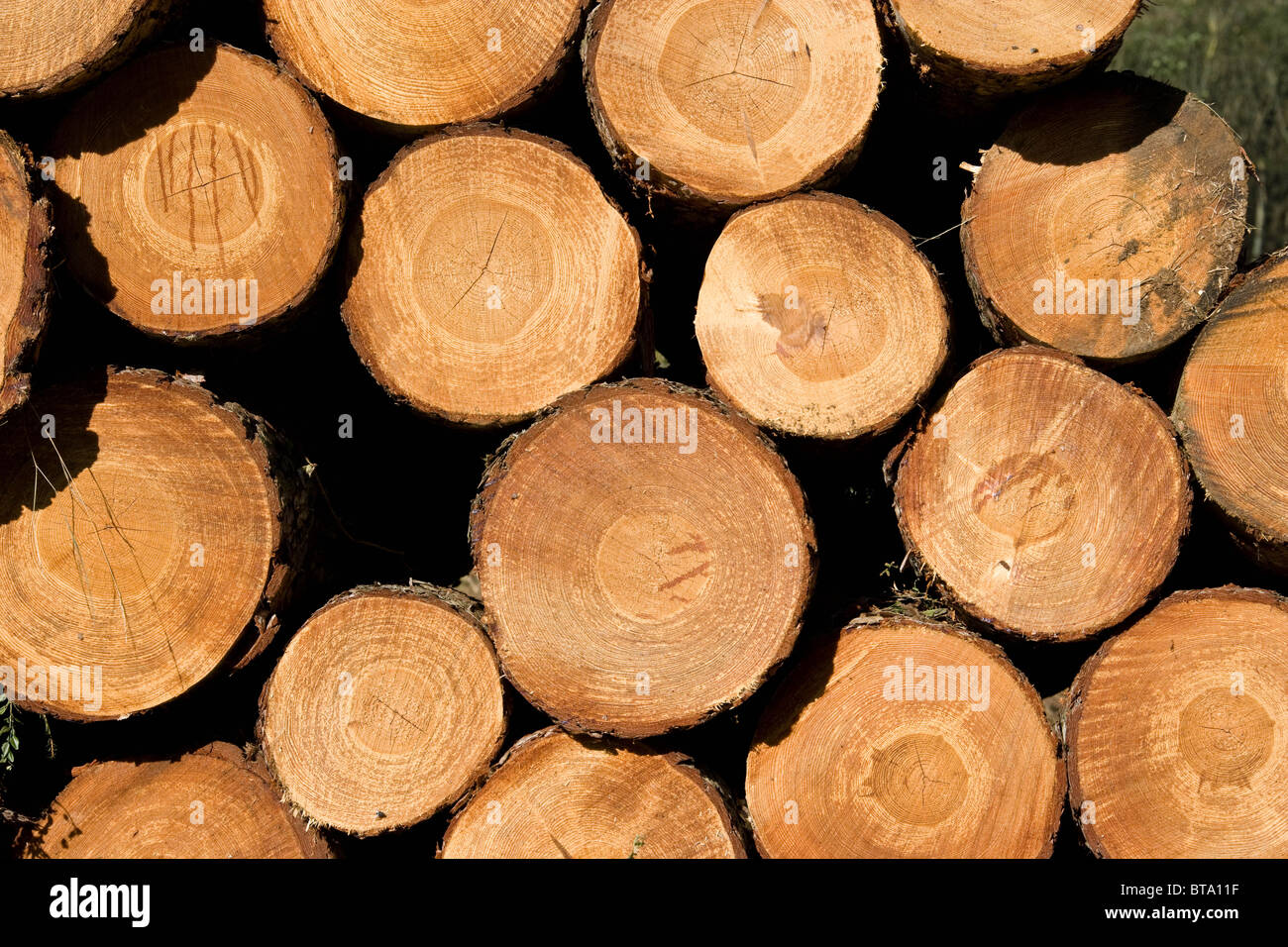 Felled wood transport hi-res stock photography and images - Alamy