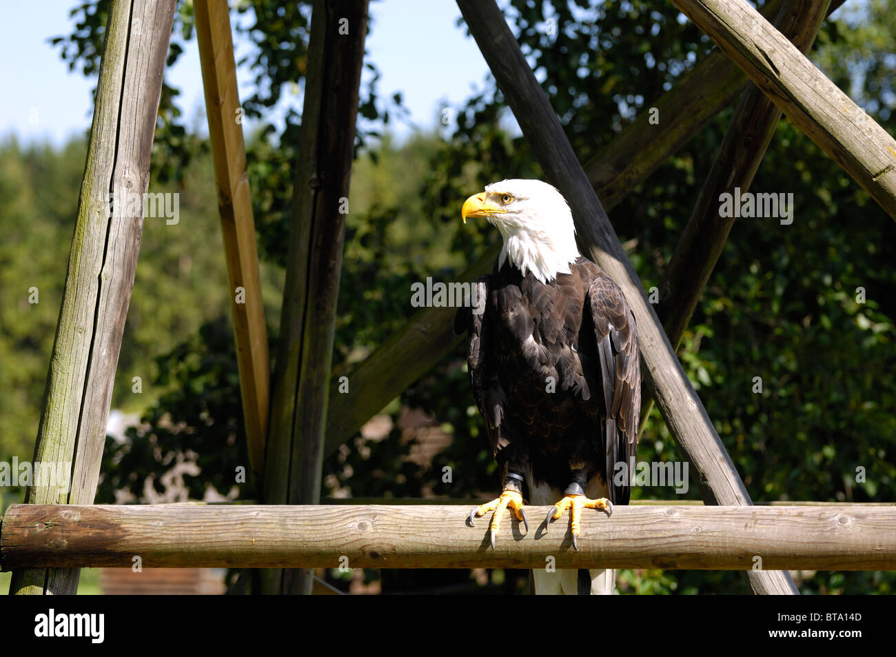 American Eagle aka Bald Eagle aka White headed Eagle Stock Photo - Alamy