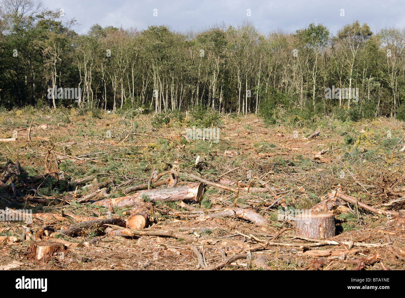Newly Felled area in a forest Stock Photo - Alamy