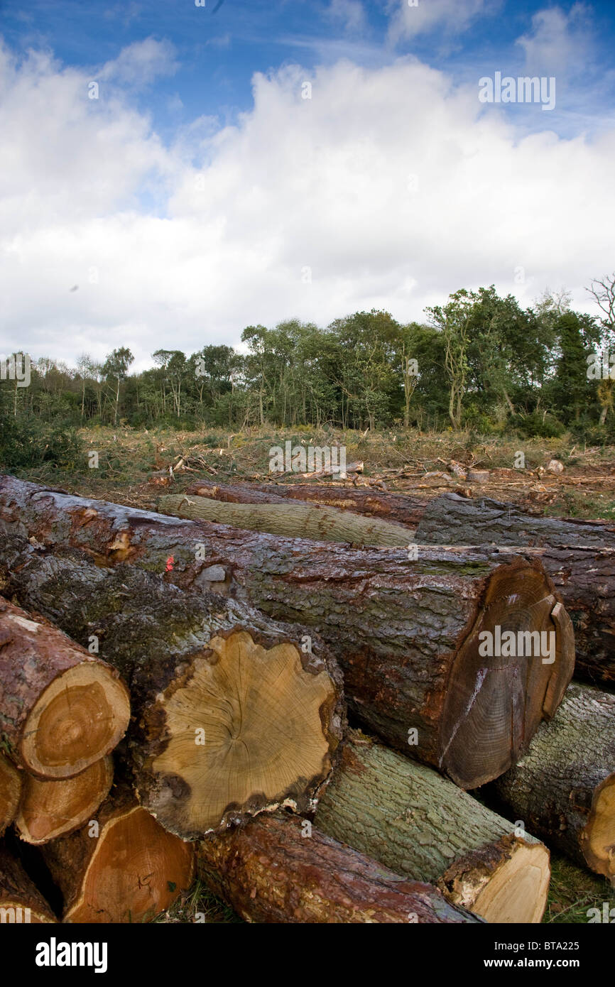 Newly Felled area in a forest Stock Photo - Alamy