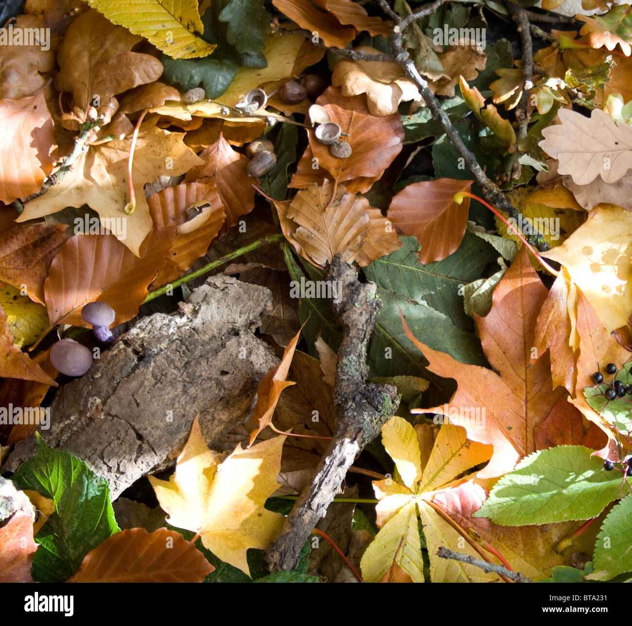 Autumn Woodland Floor Stock Photo - Alamy