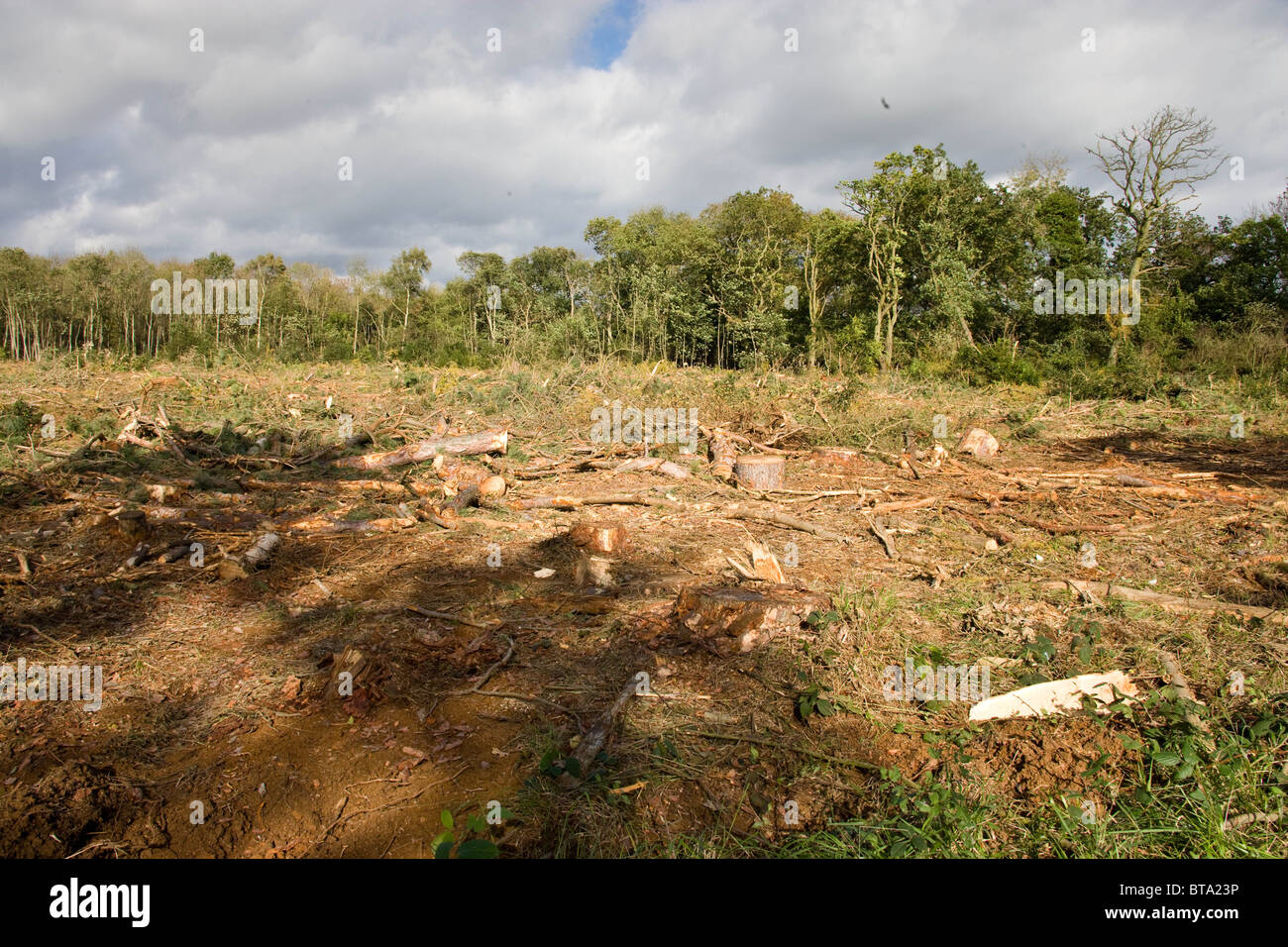 Newly Felled area in a forest Stock Photo - Alamy
