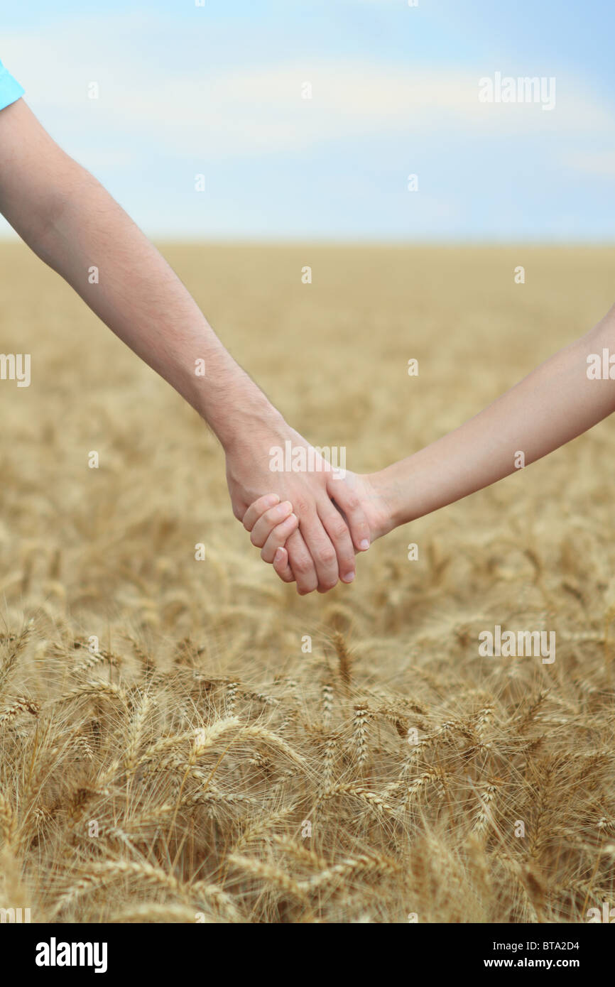 Young female hands touching wheat hi-res stock photography and images ...