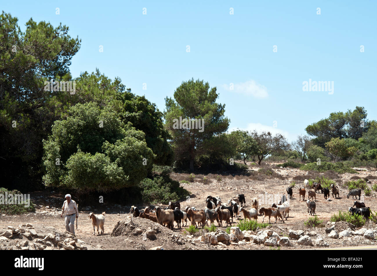 Druze Shepherd in the Carmel Mts Israel Stock Photo - Alamy