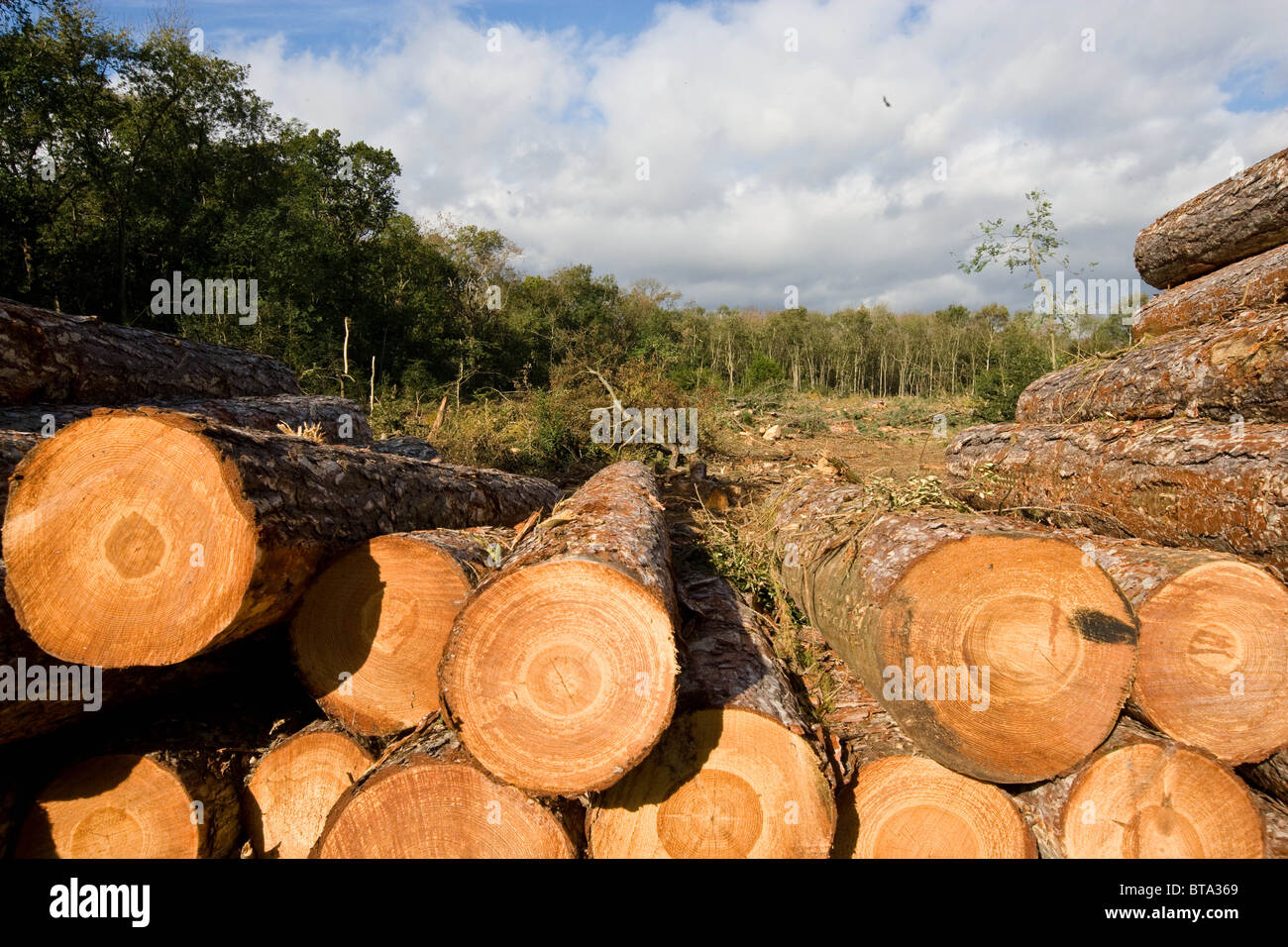Newly Felled timber stacked awaiting transport from the forest Stock ...