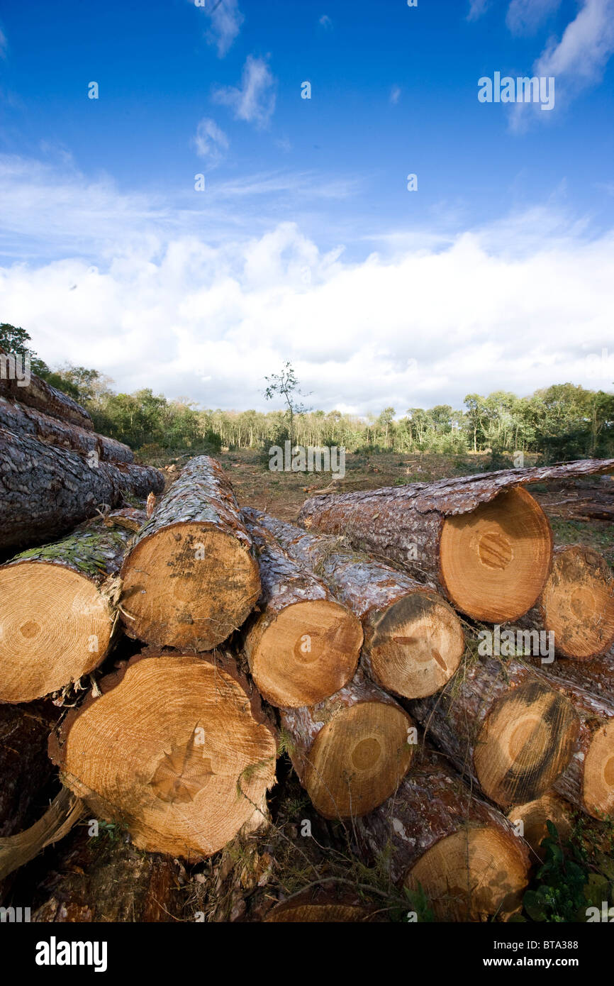 Felled wood transport hi-res stock photography and images - Alamy