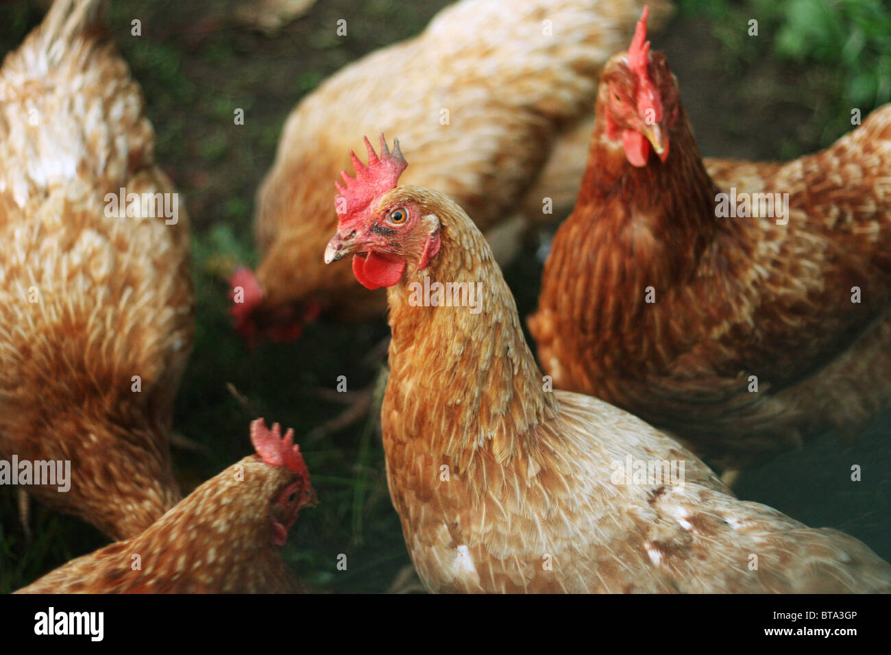 hens in organic farming in grass Stock Photo - Alamy