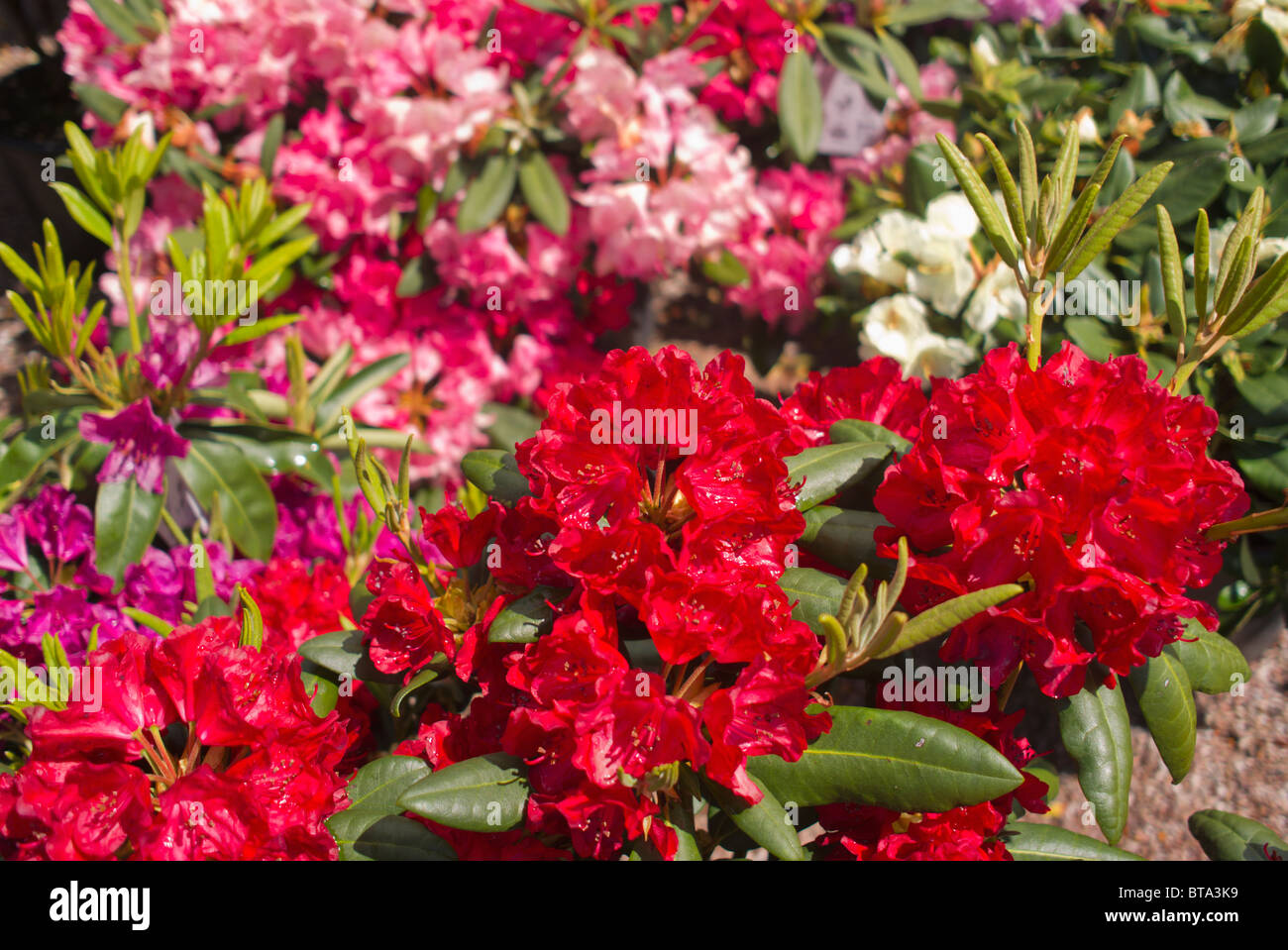 flowers at garden centre Stock Photo - Alamy