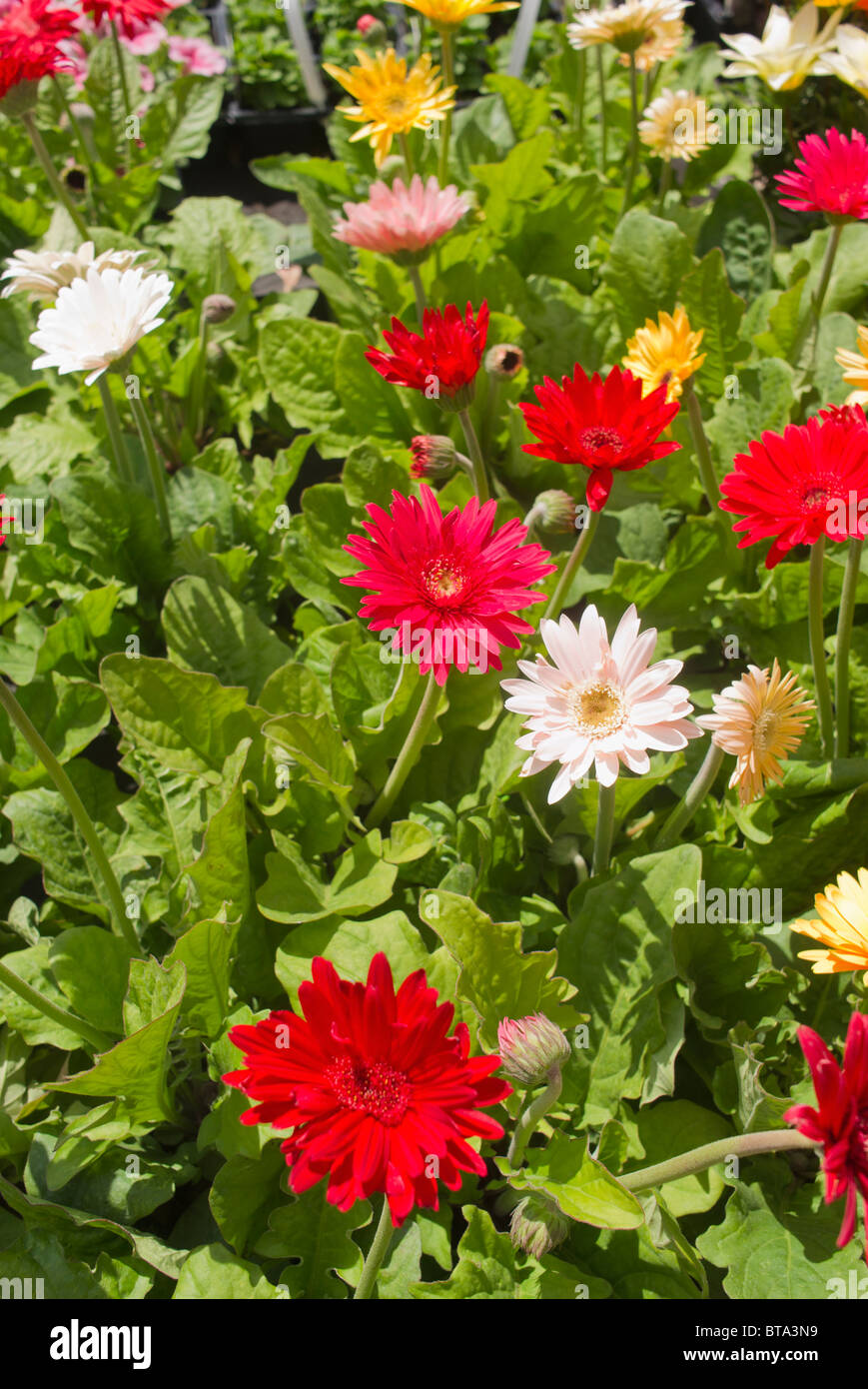 flowers at garden centre Stock Photo - Alamy