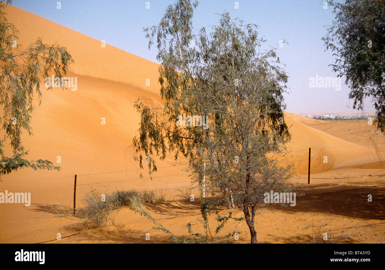 Abu Dhabi UAE Desert Nr Al Ain Trees Anchoring Desert Stock Photo - Alamy
