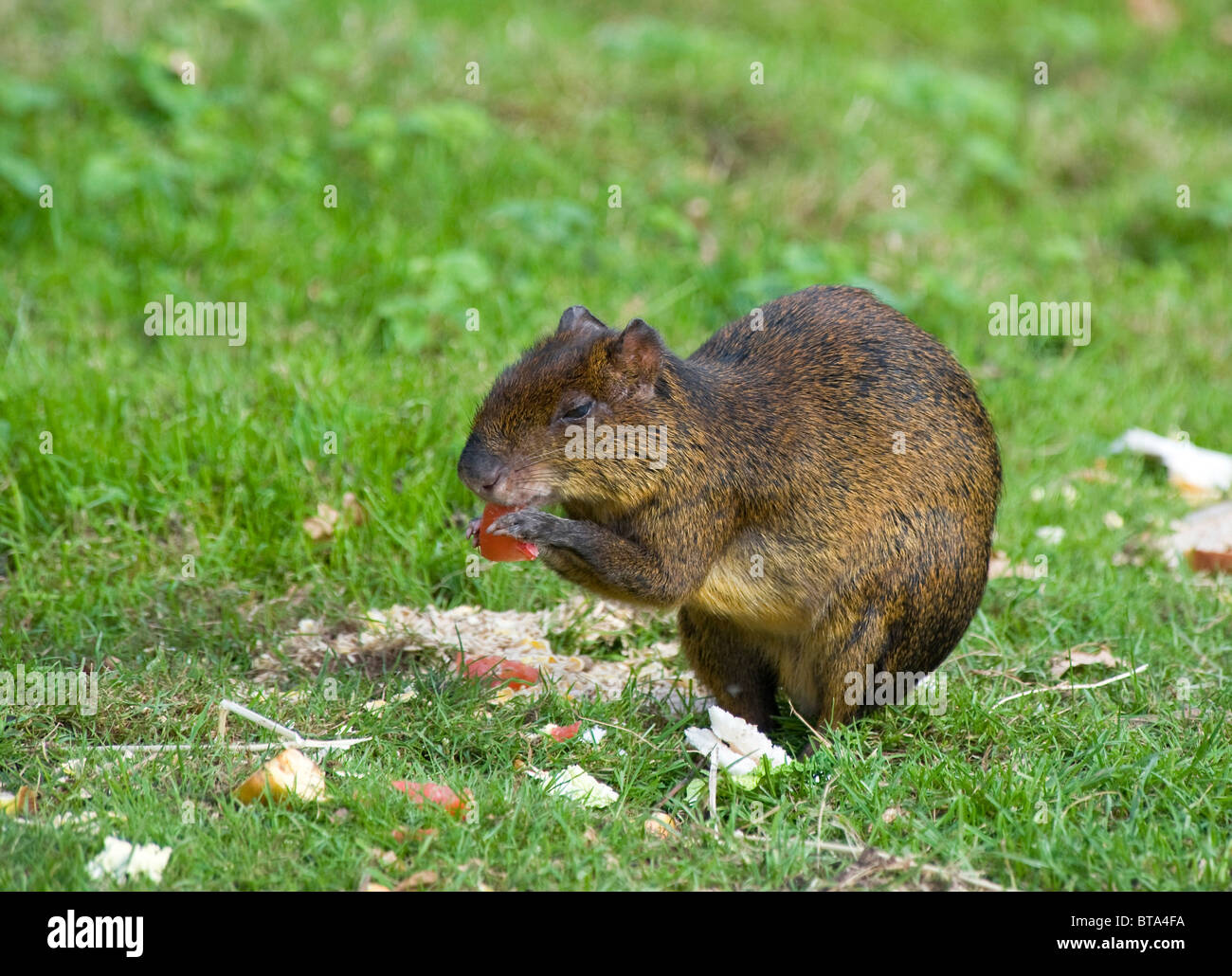 Central american agouti hi-res stock photography and images - Alamy