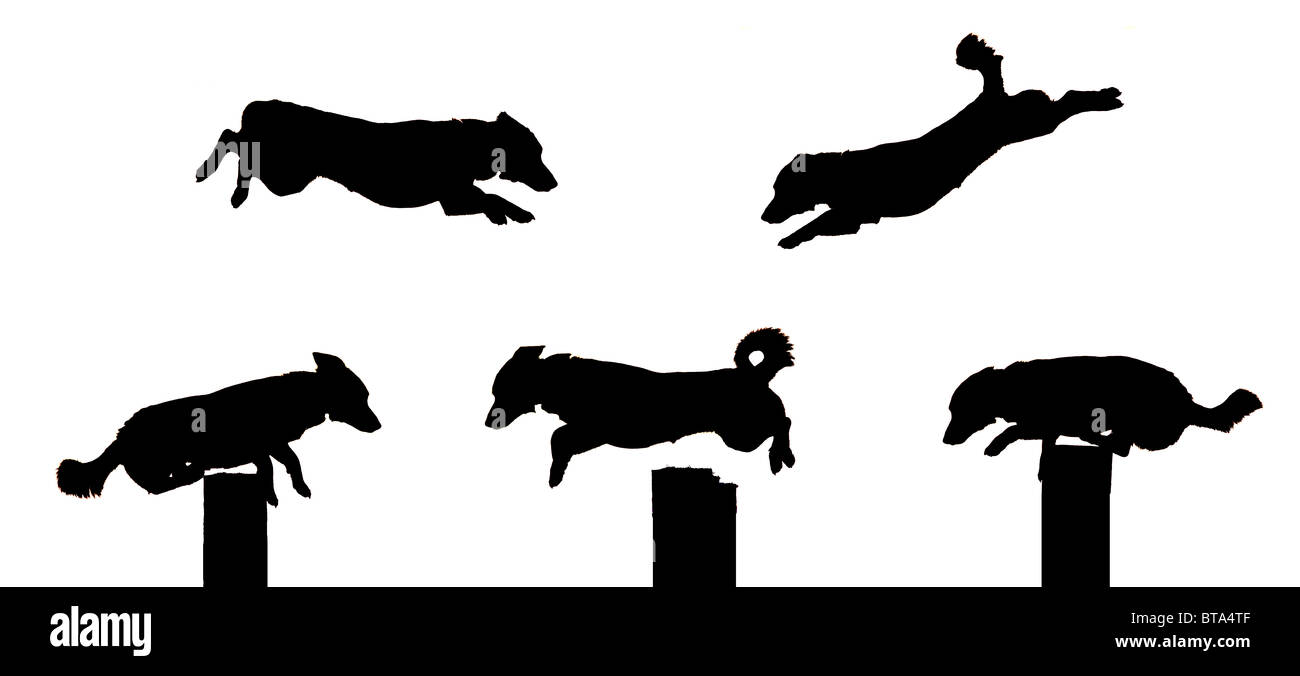 Silhouette dog jumping hi-res stock photography and images - Alamy