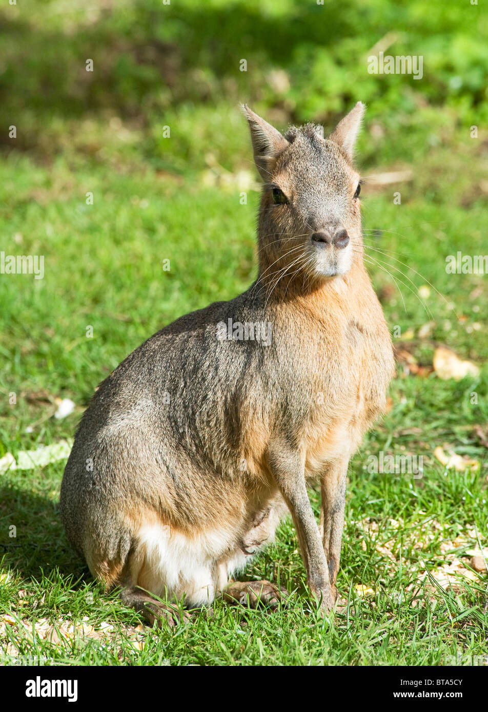 Close up of a Mara (Patagonian Hare Stock Photo - Alamy