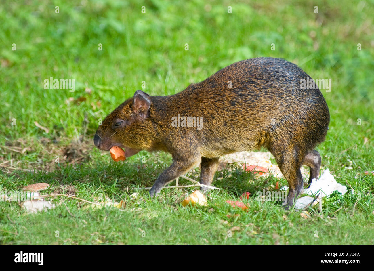 Central American Agouti High Resolution Stock Photography and Images ...