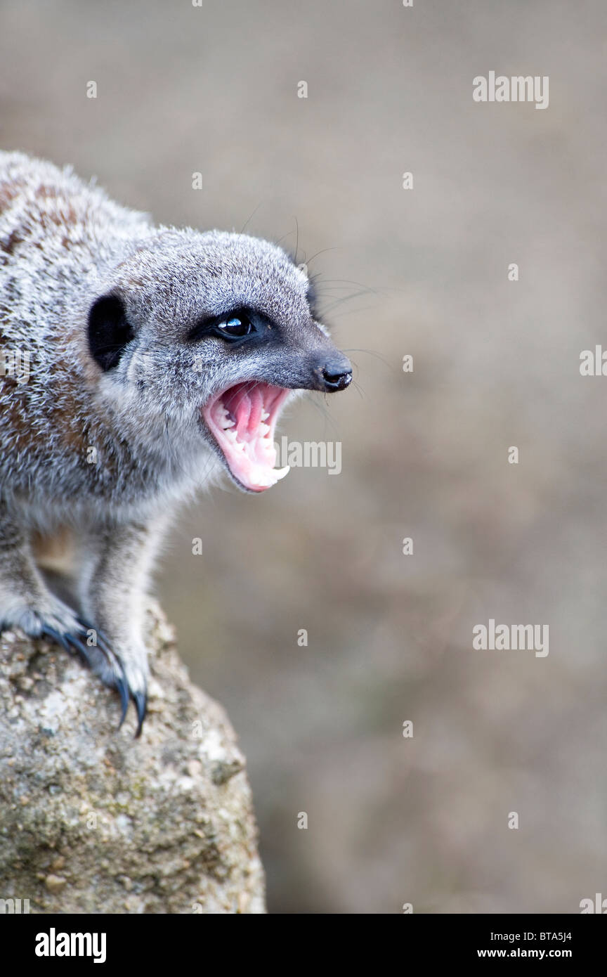 Close up of an angry Meerkat on a rock Stock Photo - Alamy
