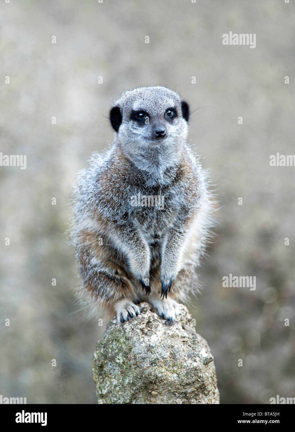 Meerkat on lookout hi-res stock photography and images - Alamy