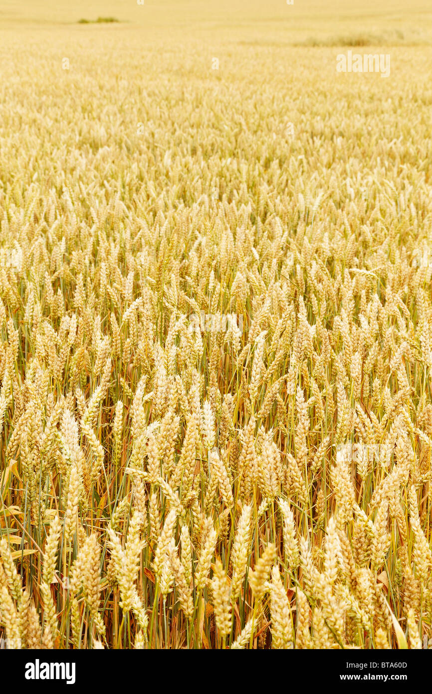 Wheat fields Burgos Spain Stock Photo - Alamy