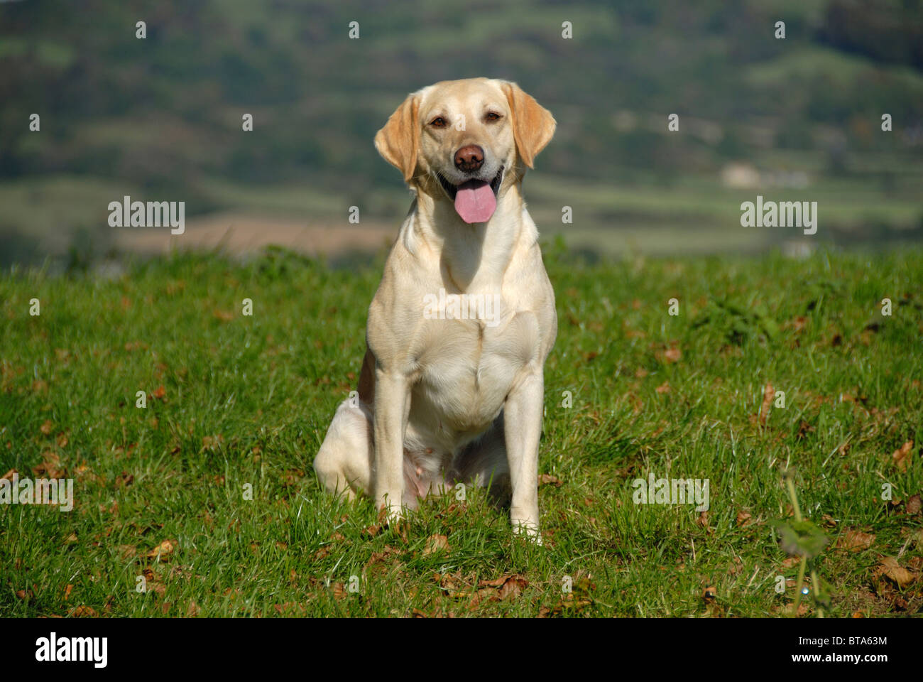 A young yellow labrador bitch sitting on the top of a hill with a view ...