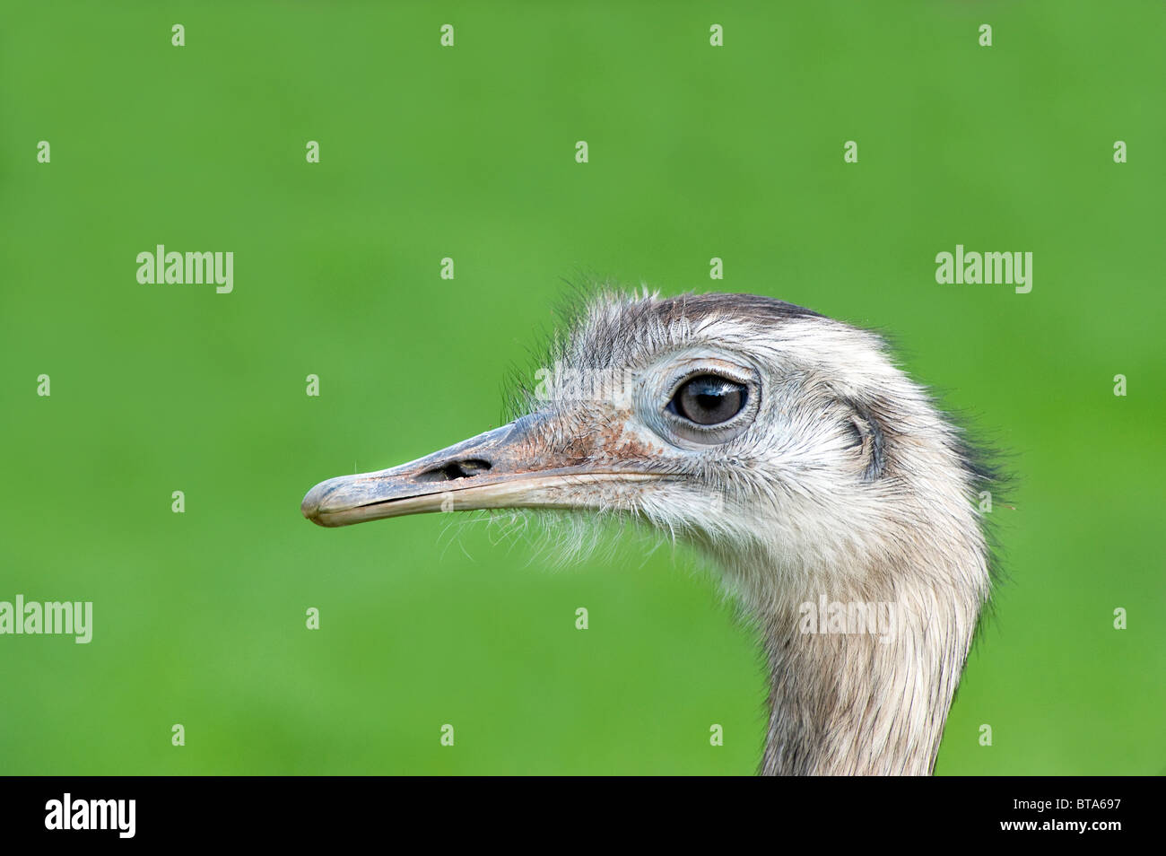 Greater rhea hi-res stock photography and images - Alamy