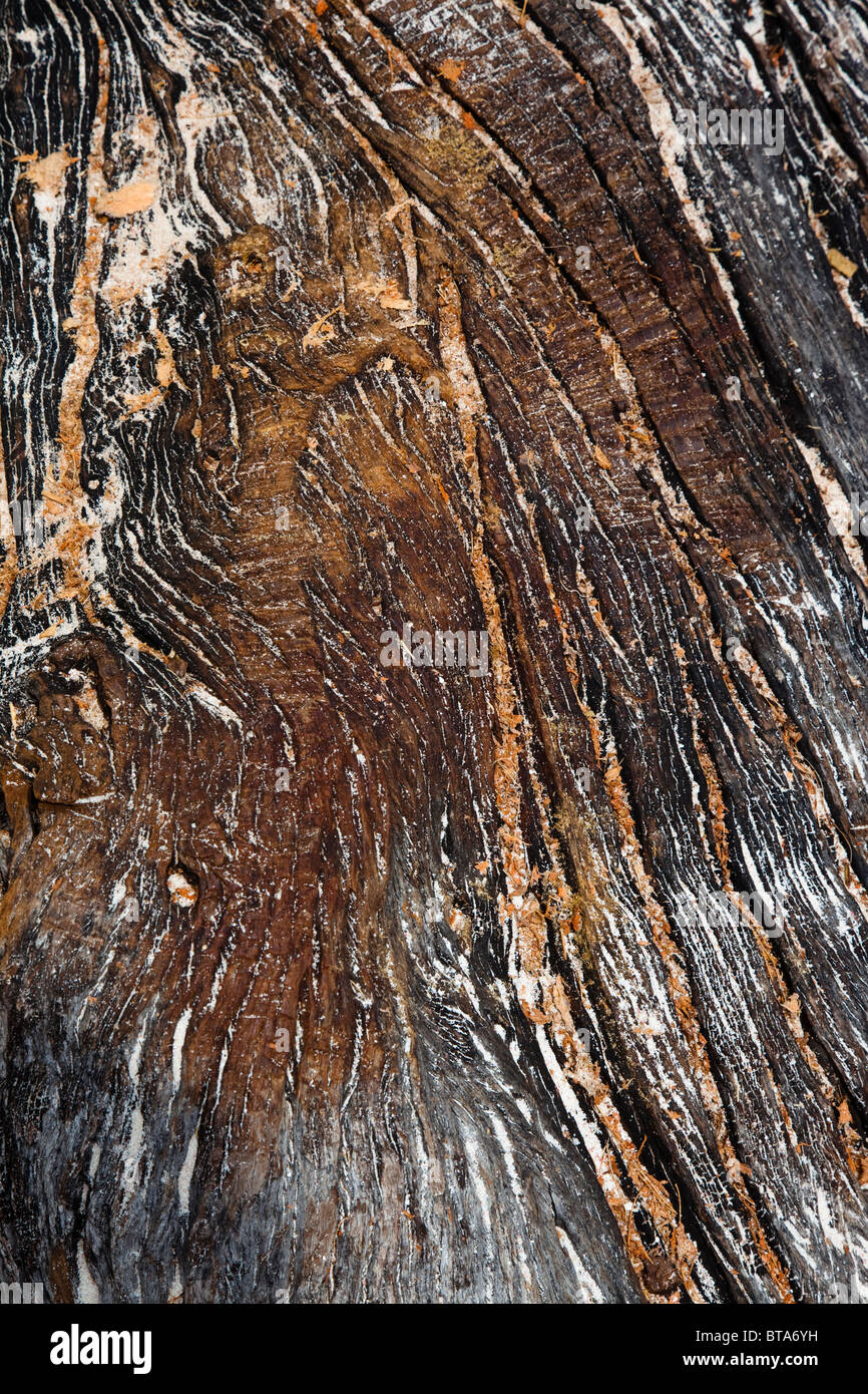 Weathered and worn tree trunk sun bleached and eroded by sand Stock ...