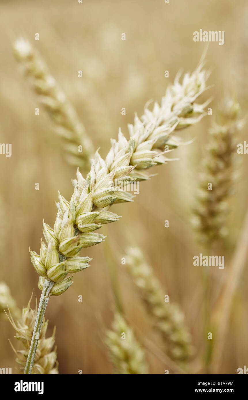 Spain wheat grain hi-res stock photography and images - Alamy