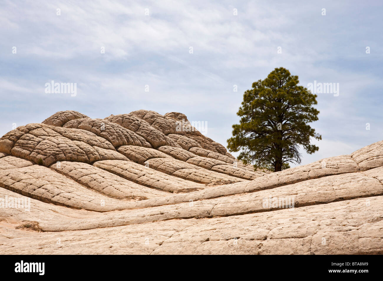 Tree with rocks hi-res stock photography and images - Alamy