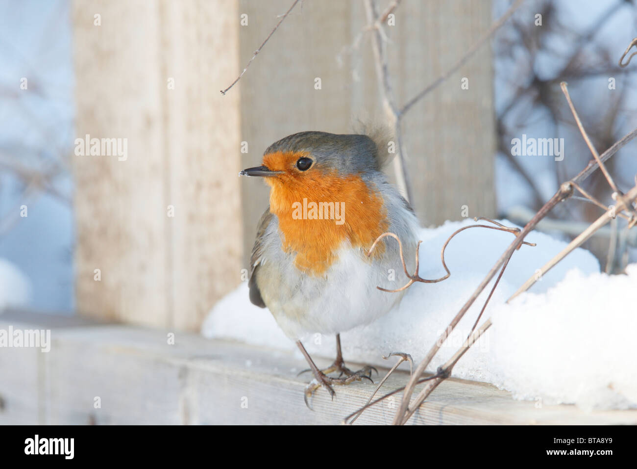 Robin in snow during winter hi-res stock photography and images - Alamy