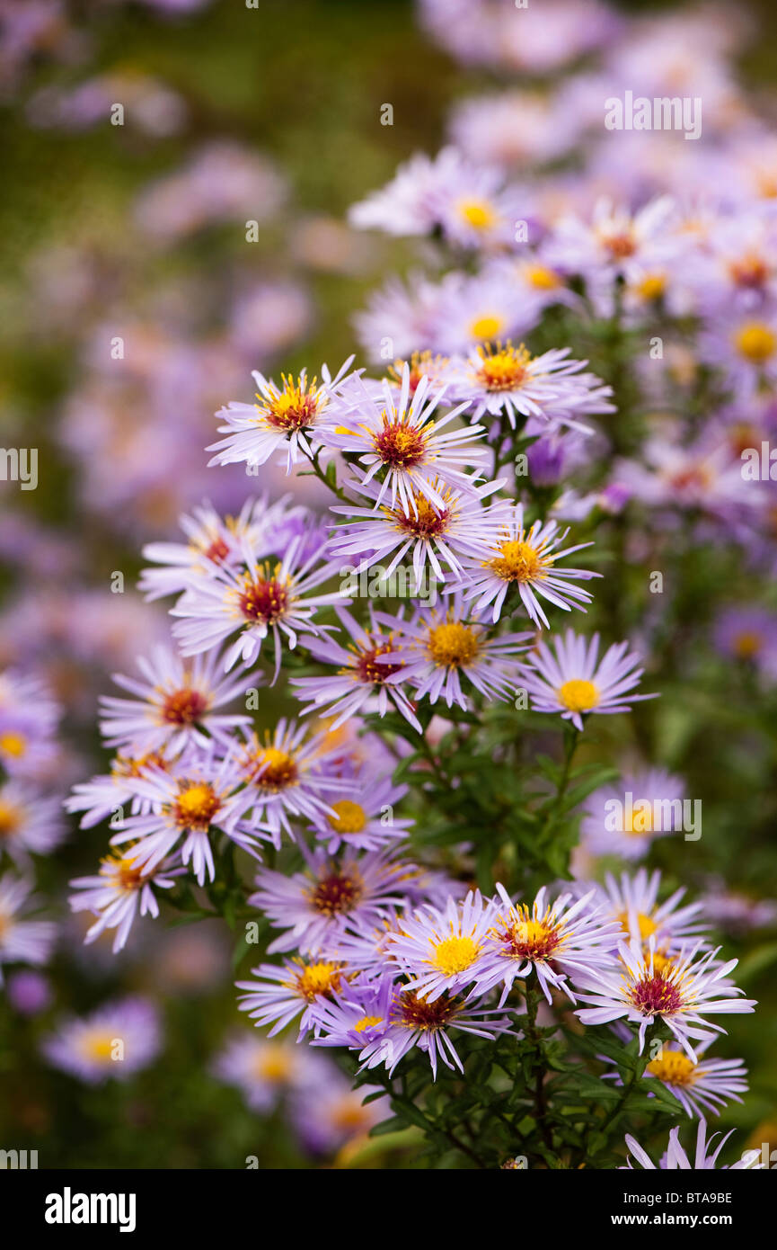 Aster ericiodes, Michaelmas Daisies, in flower Stock Photo - Alamy