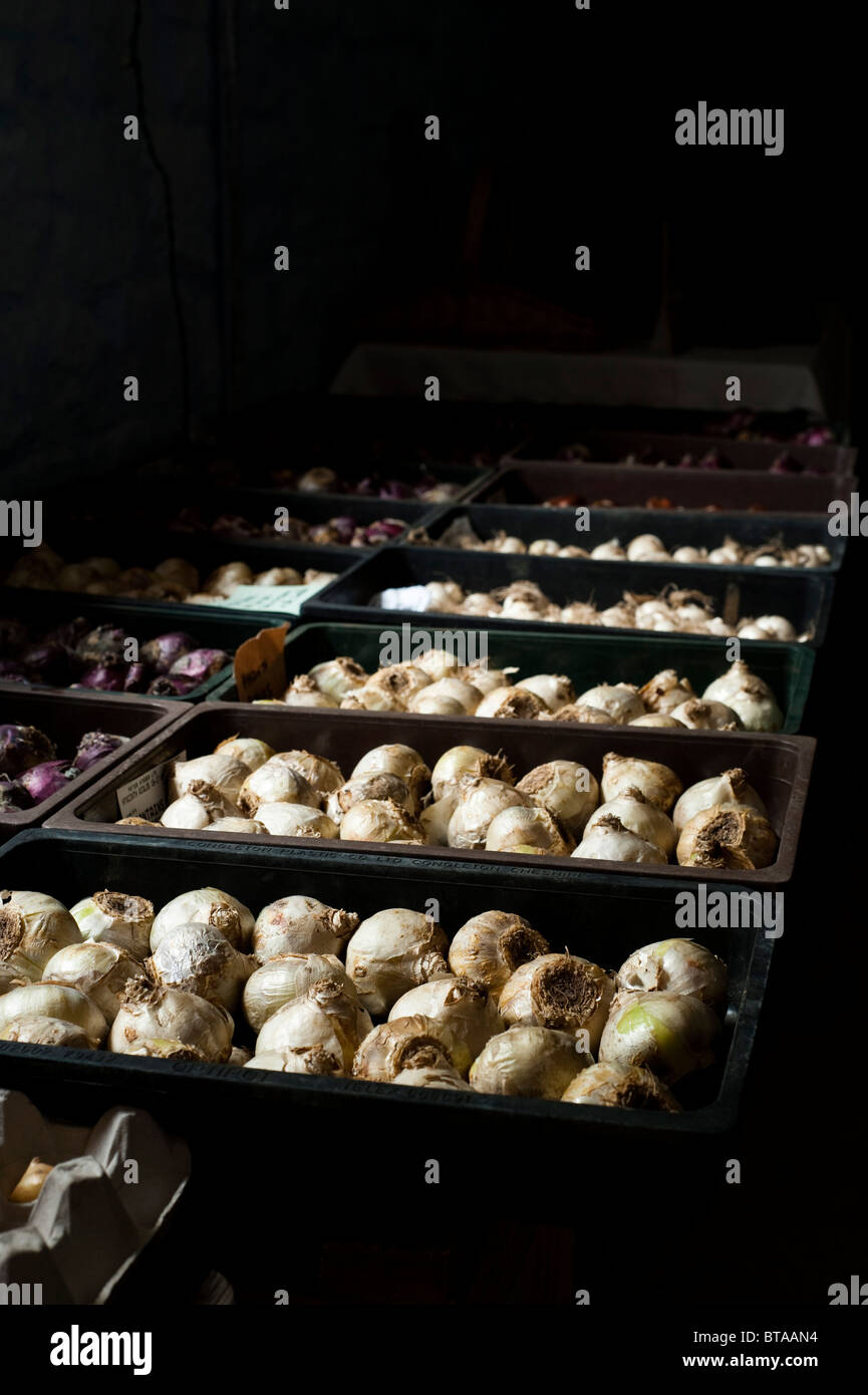 Trays Of Bulbs High Resolution Stock Photography and Images - Alamy