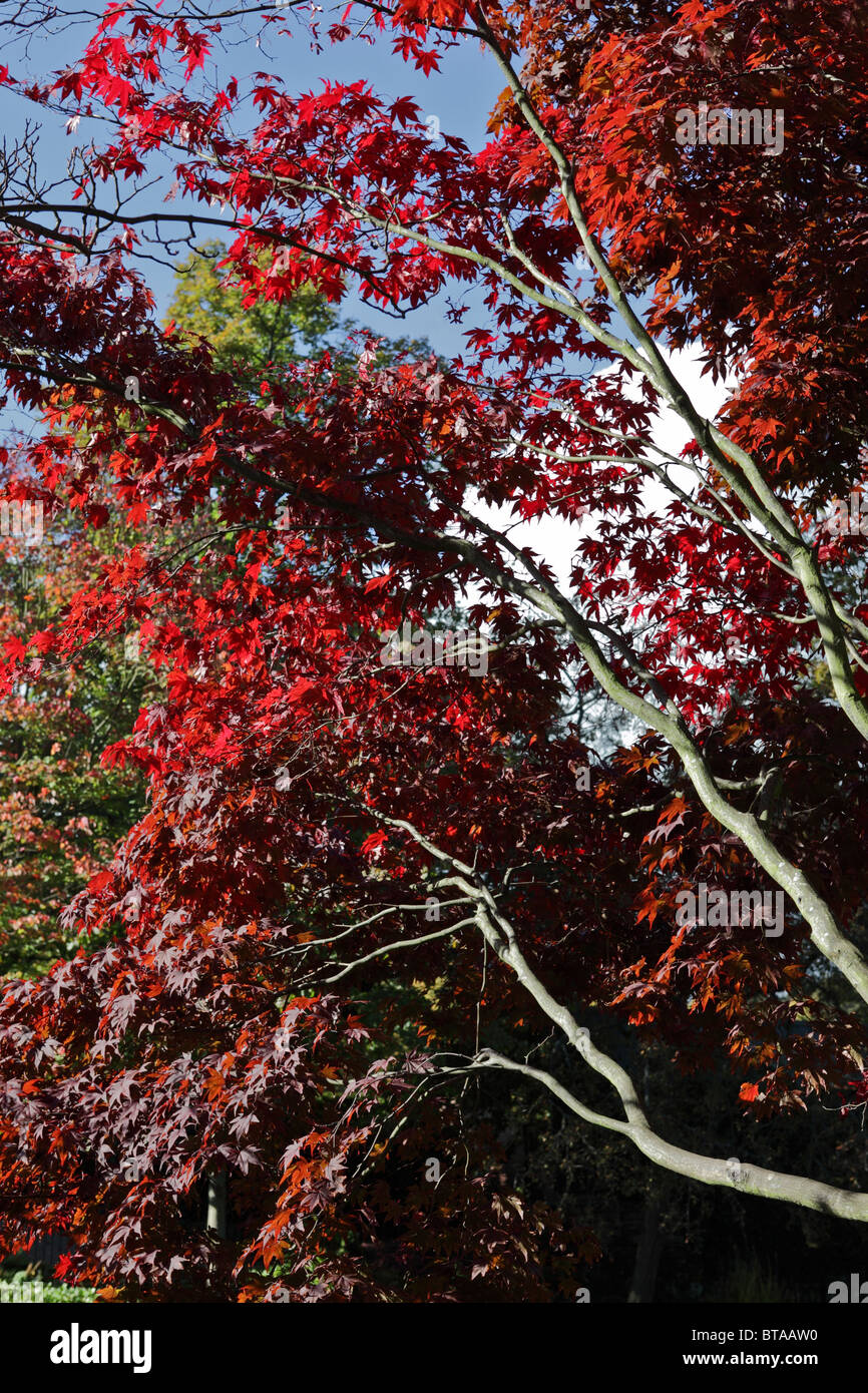 Set in the public gardens of The Dingle in Shrewsbury is this beautiful ...