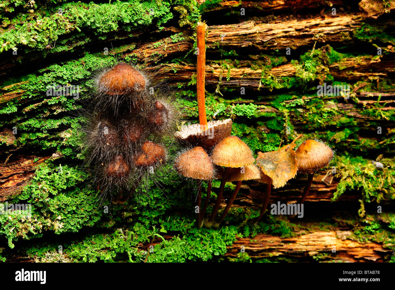 Mold growing log hi-res stock photography and images - Alamy