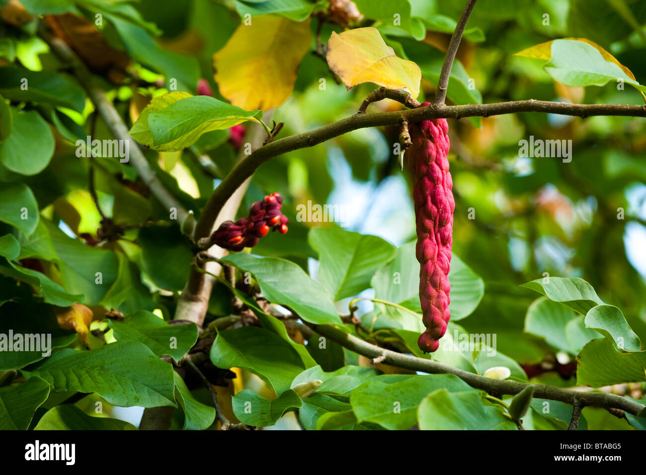 Magnolia tree red seed pod hi-res stock photography and images - Alamy