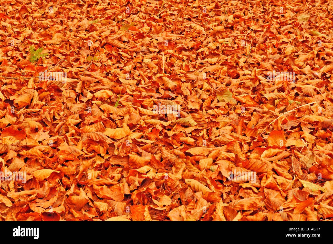 Fallen beach leaves autumn background photo Stock Photo - Alamy