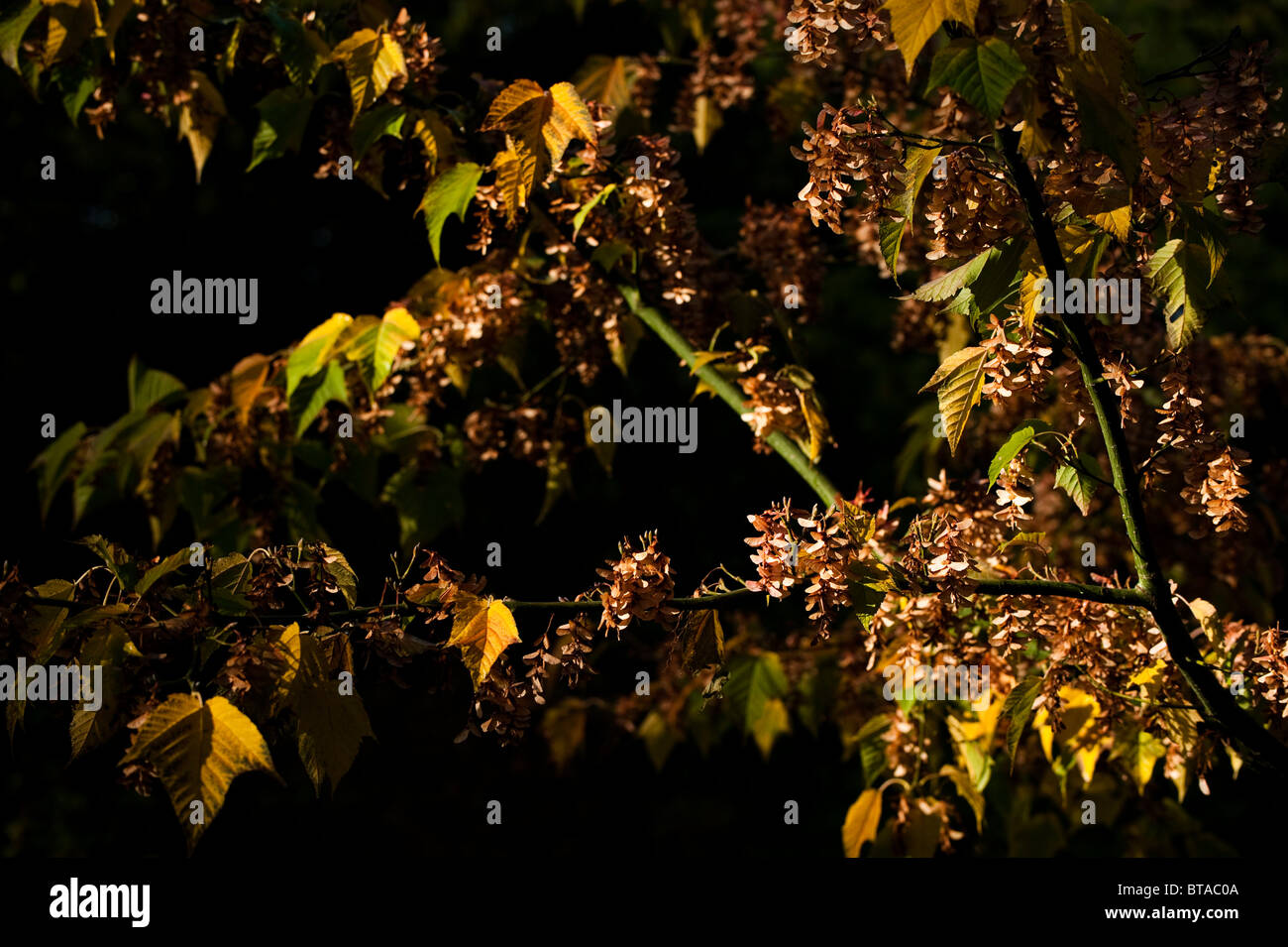 Samara and leaves of an Acer rufinerve in the autumn Stock Photo - Alamy