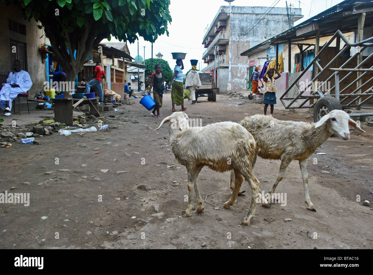 Scrawny goats in Abidjan, Ivory Coast, West Africa Stock Photo - Alamy