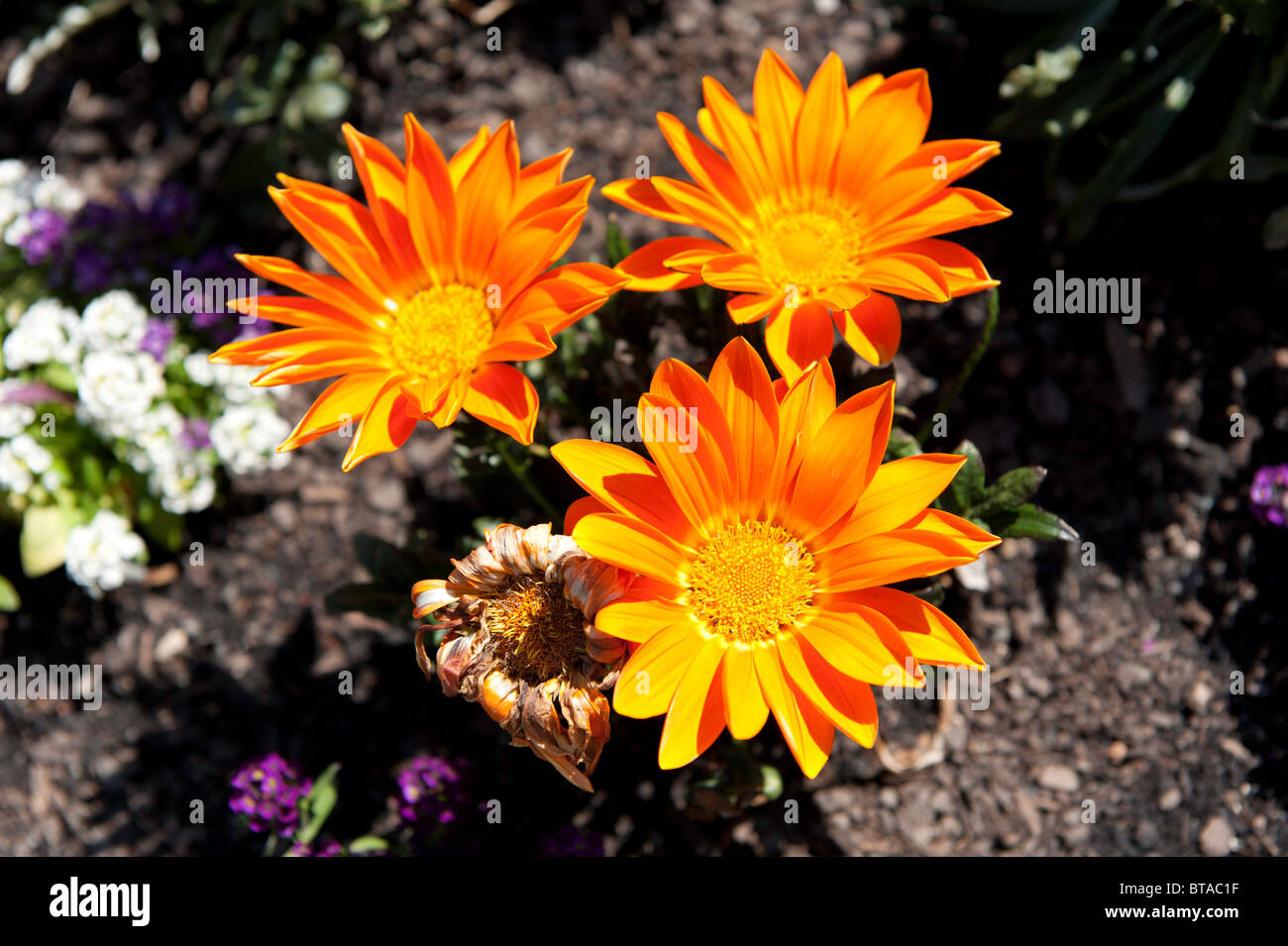 This photo was taken in Canberra Florida Festival in 24.09.2010 Stock ...