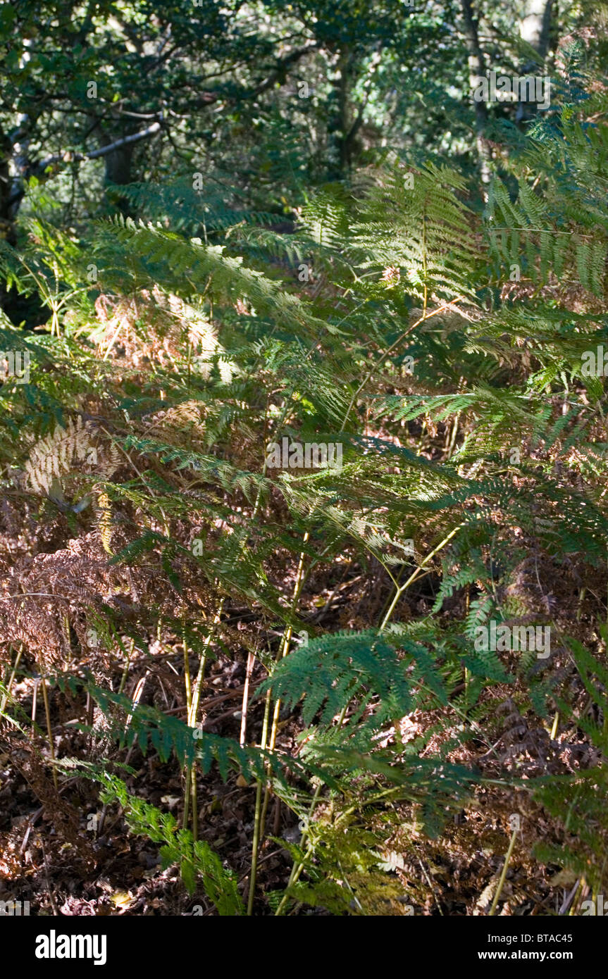 fern ferns woodland floor forest uk leaves leaf oaks foliage wood woods ...