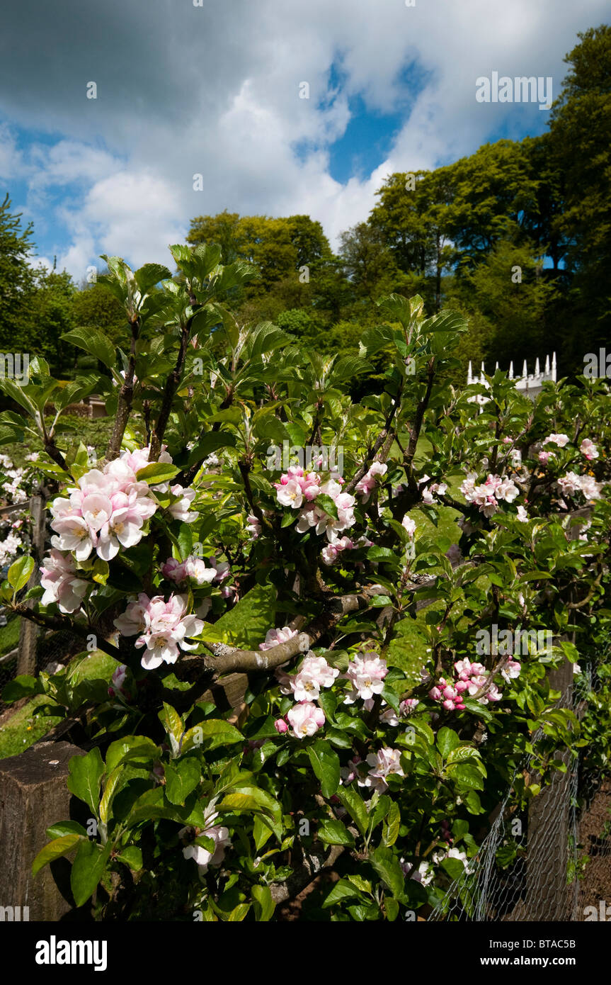 Espaliered apple trees hi-res stock photography and images - Alamy