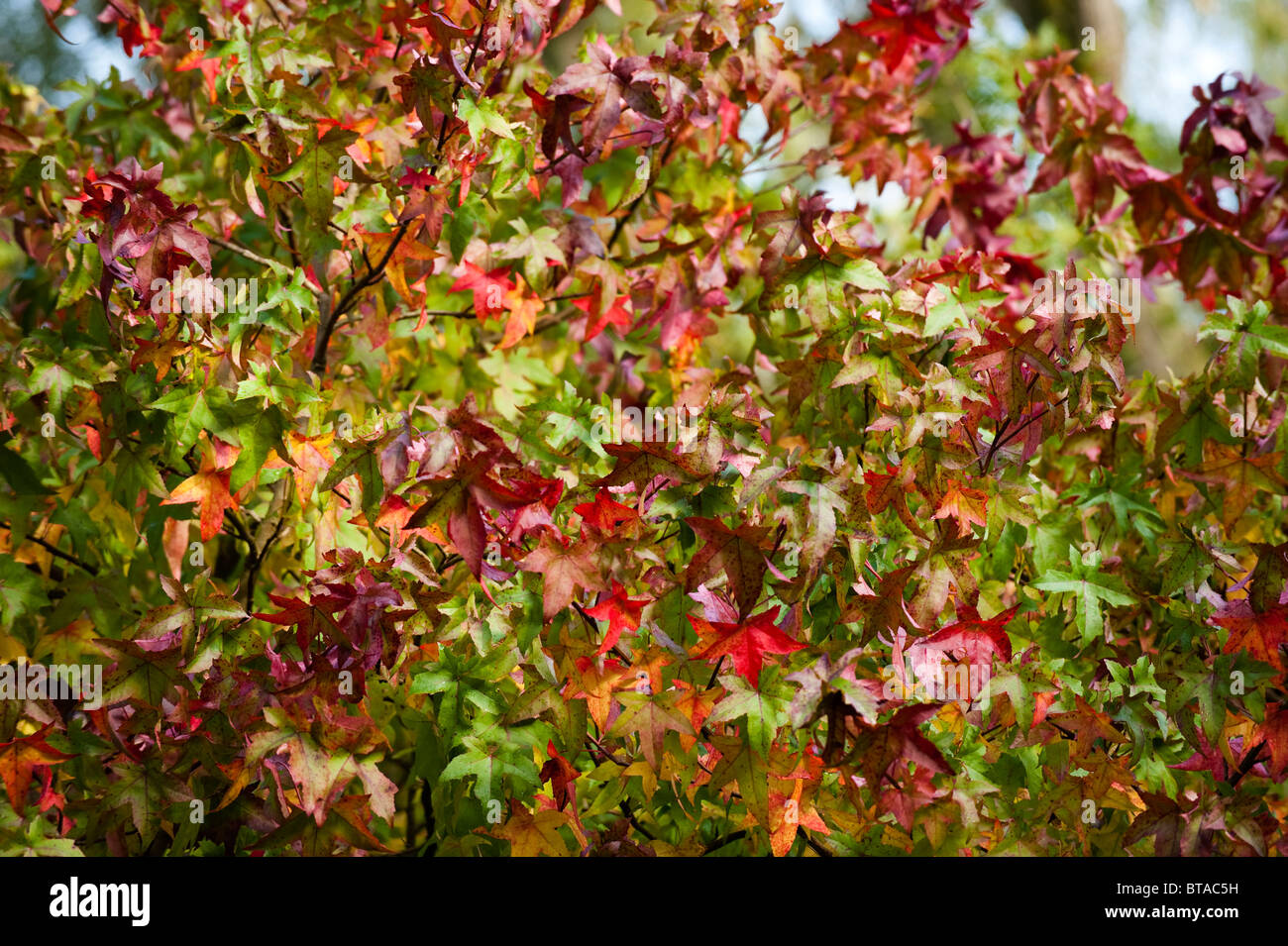 Liquidambar styraciflua lane roberts hi-res stock photography and images - Alamy