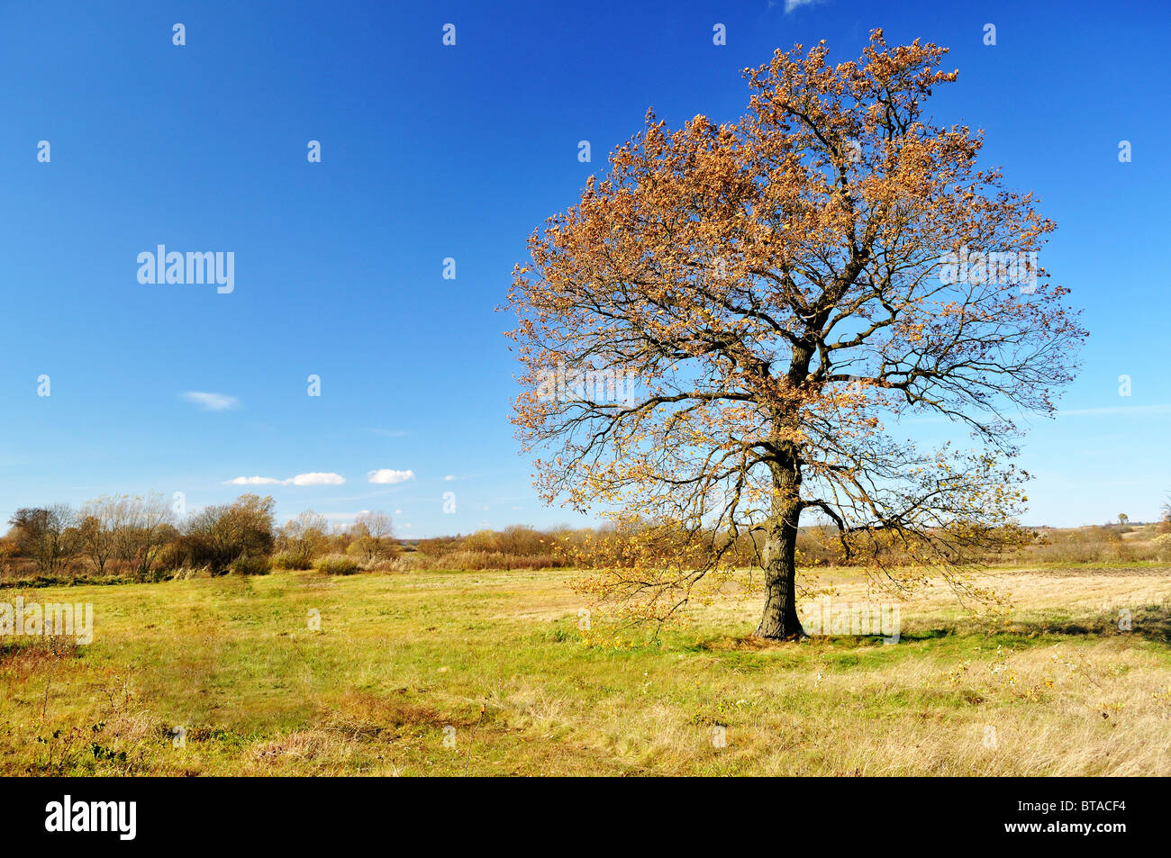 Oak tree field hi-res stock photography and images - Alamy