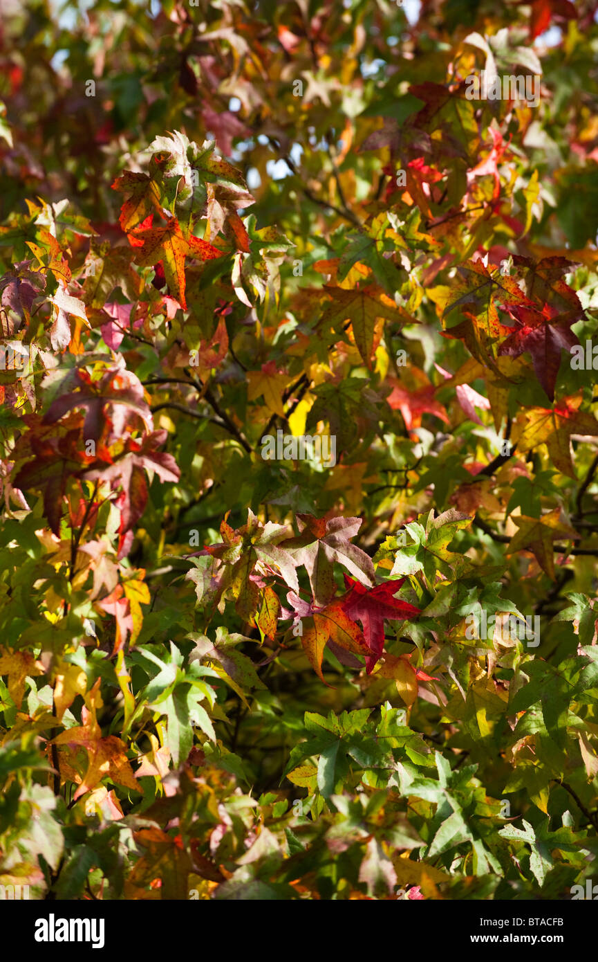 Liquidambar styraciflua 'Lane Roberts', American Sweetgum, in autumn at Westonbirt Arboretum ...