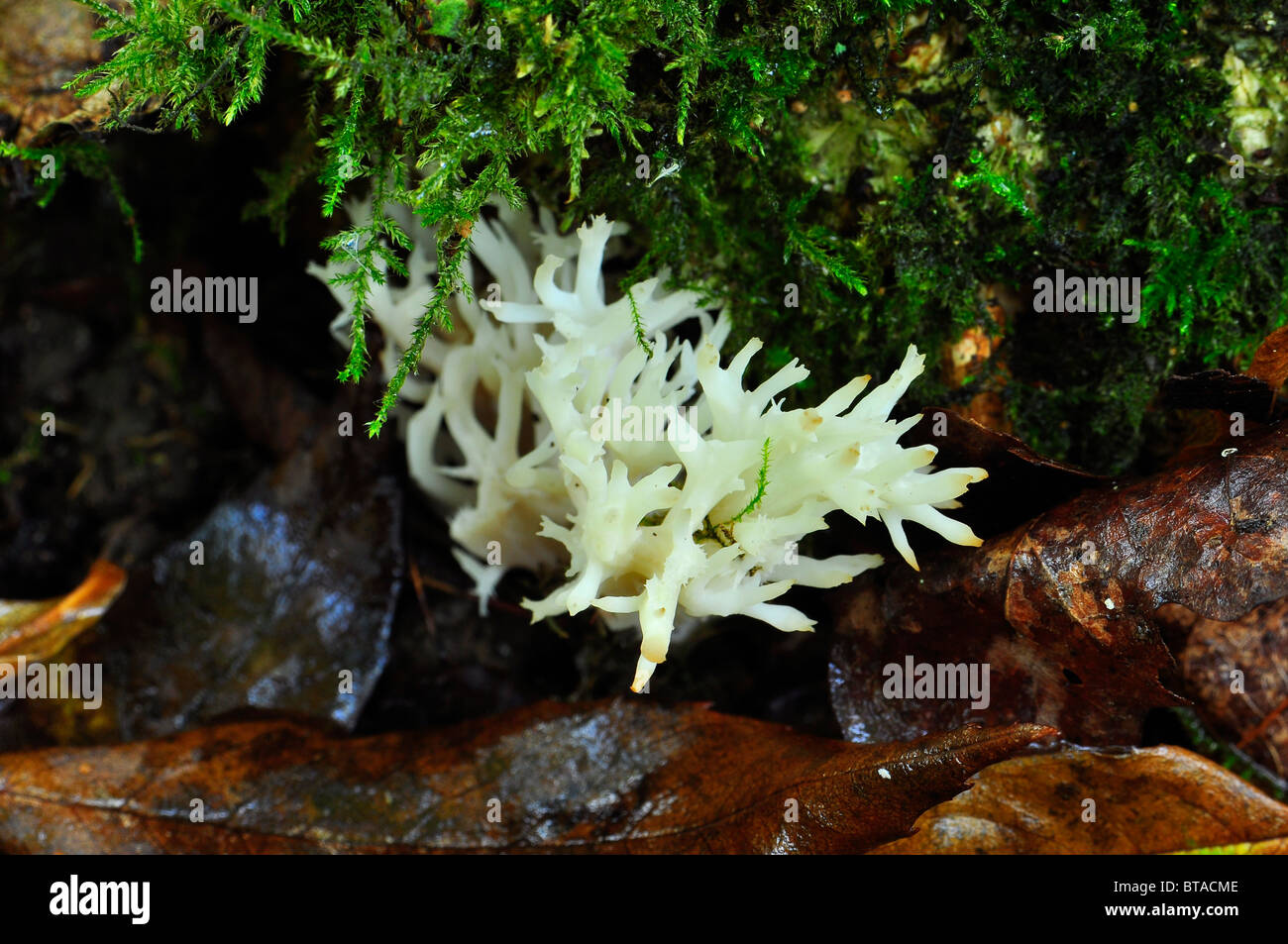 Wild British fungi Stock Photo - Alamy