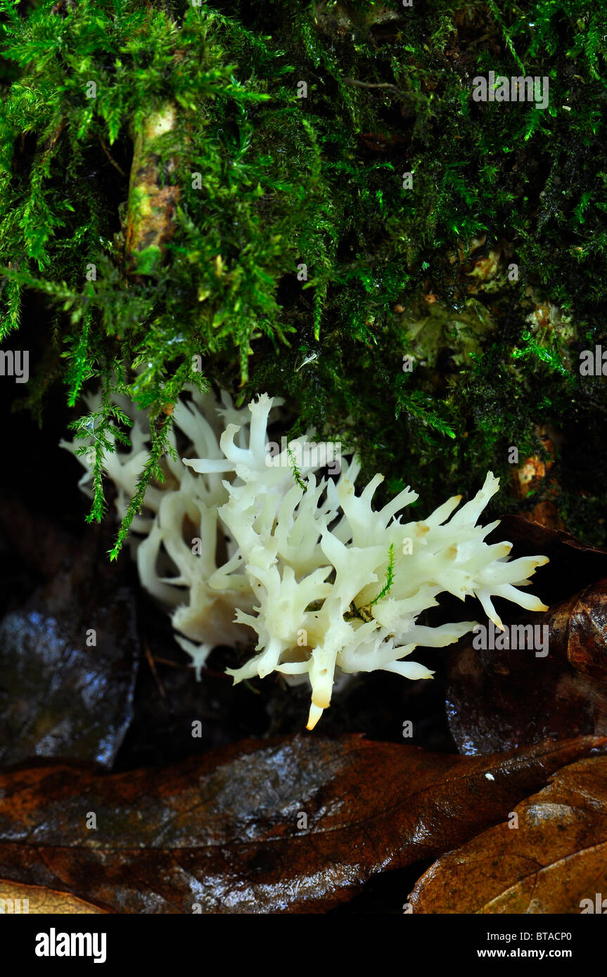 Wild British fungi Stock Photo - Alamy