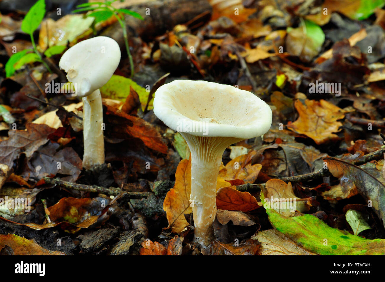 British fungi hi-res stock photography and images - Alamy