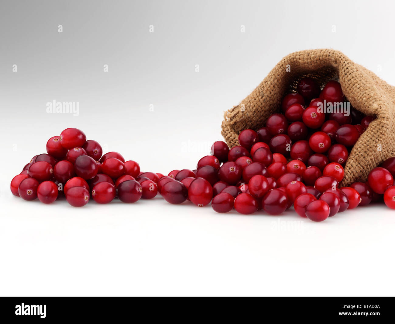 Ripe cranberries in a sack Stock Photo - Alamy